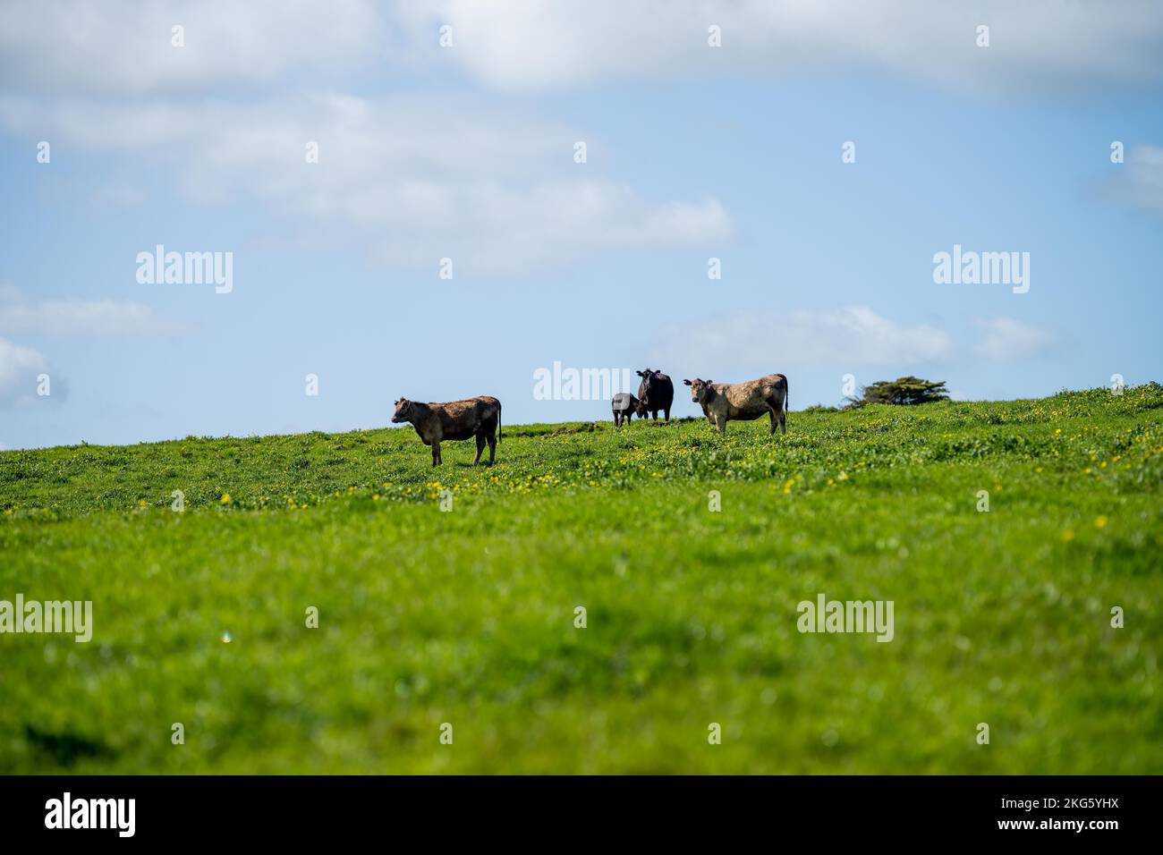 Australia outback cows hi-res stock photography and images - Alamy