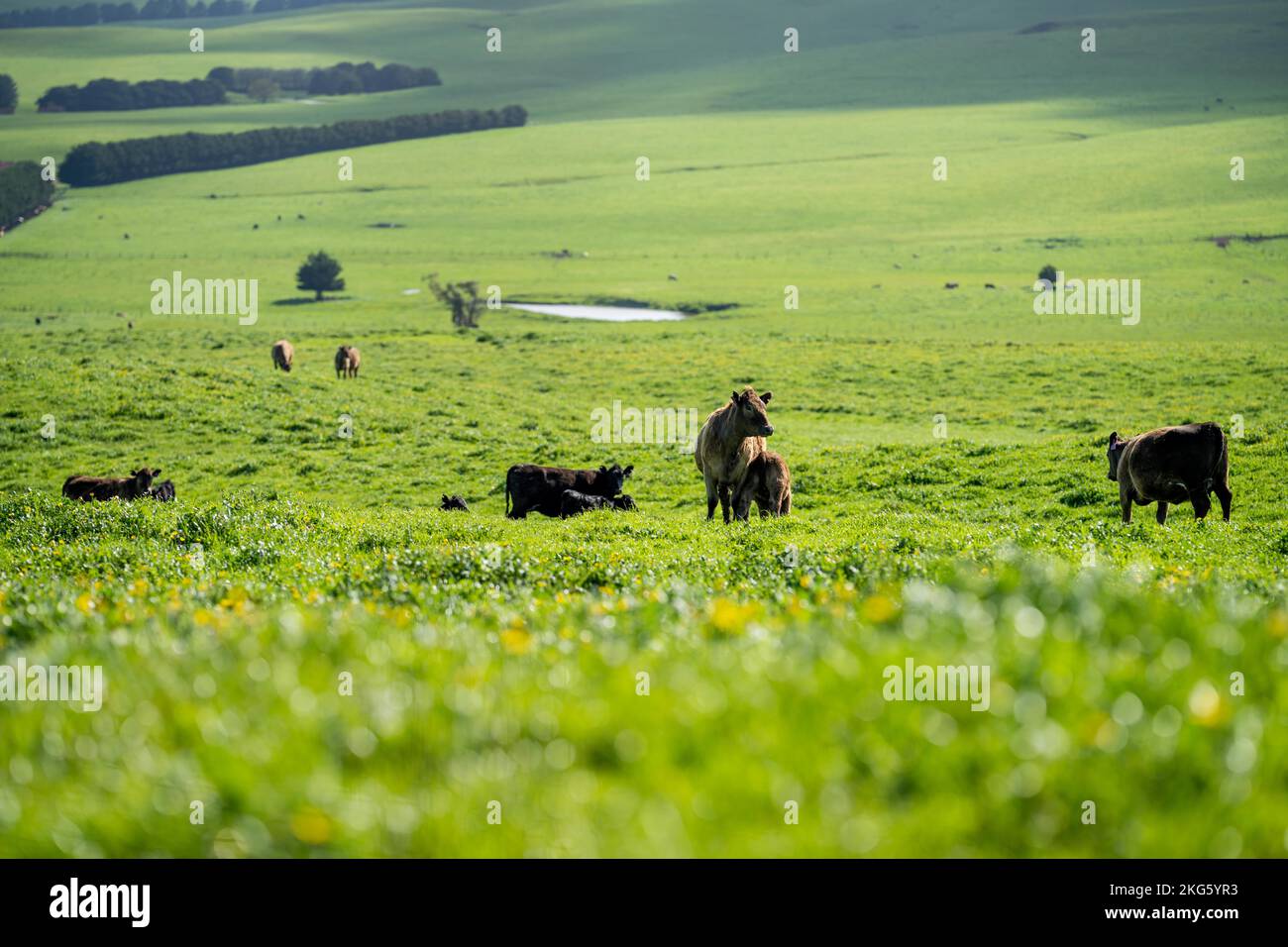 livestock on an agricultural farm on a ranch on pasture and grass in ...