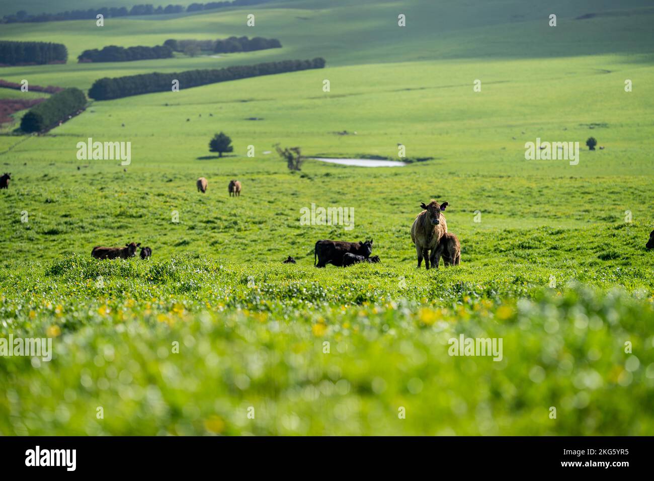cows and cattle stud organic and regenerative agriculture in spring ...