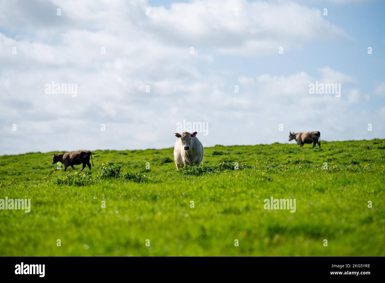 livestock on an agricultural farm on a ranch on pasture and grass in ...