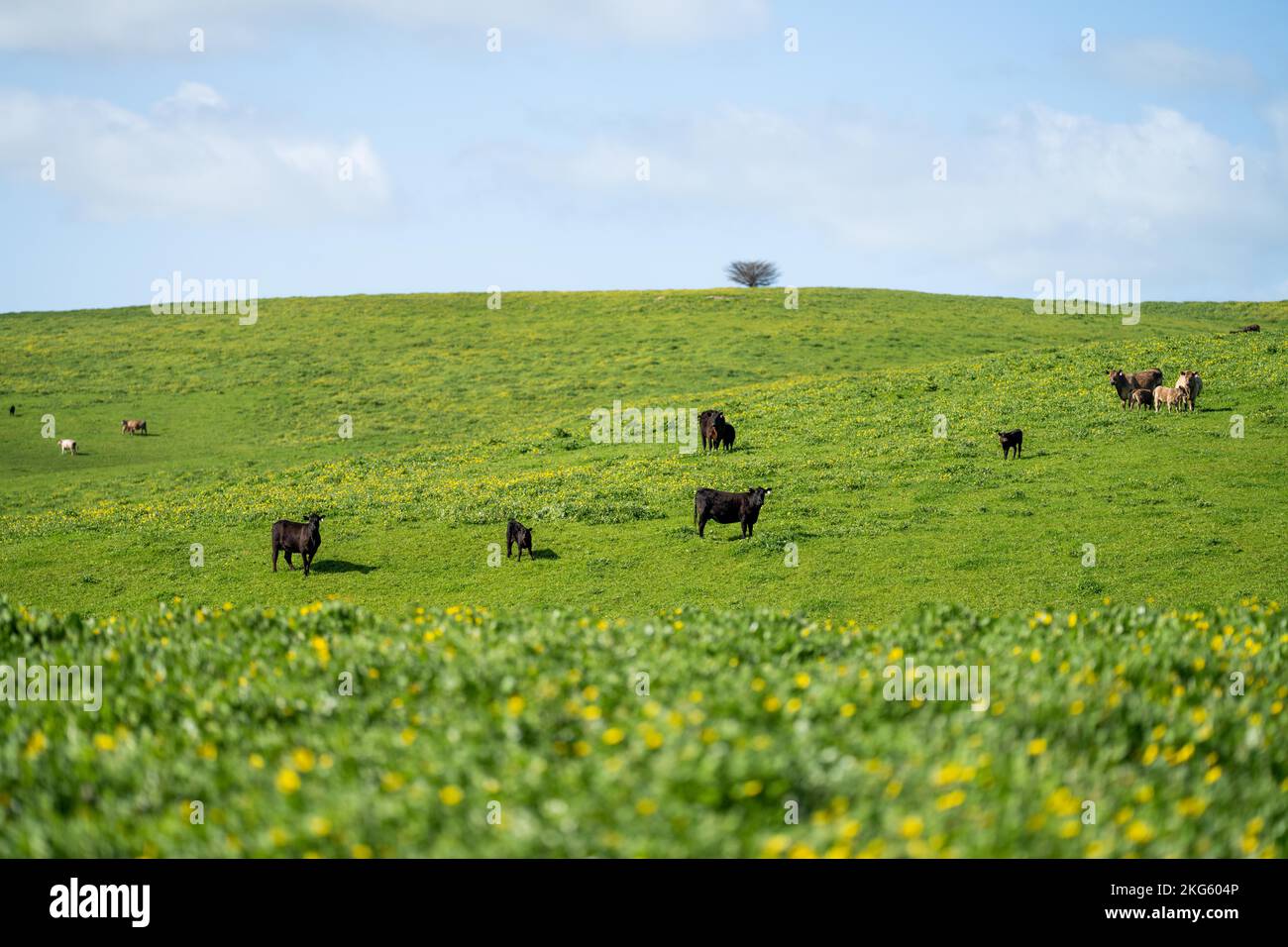 pasture and cows and livestock on a farm in America, usa Stock Photo ...