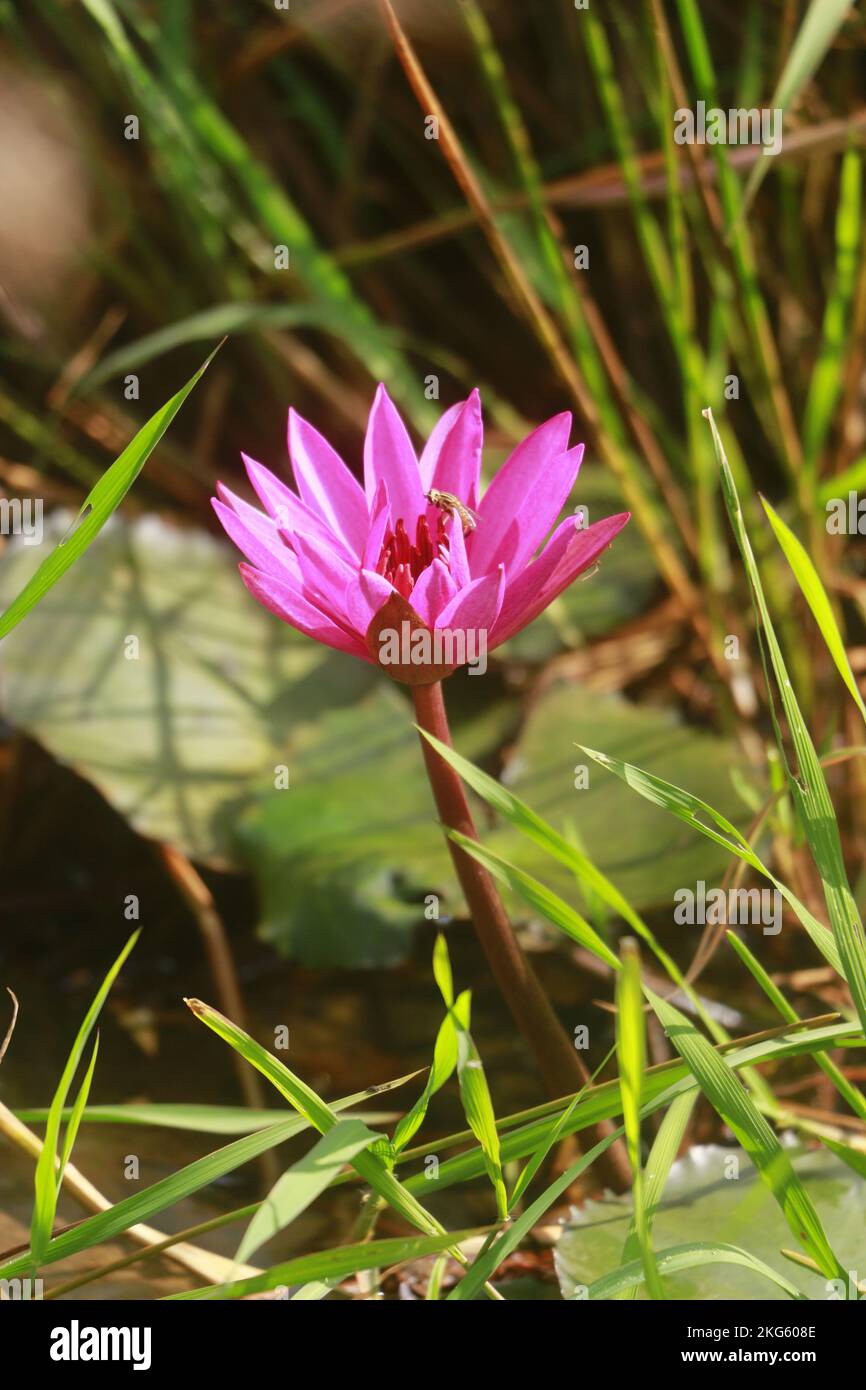 Red orange lotus flowers lotus hi-res stock photography and images - Alamy