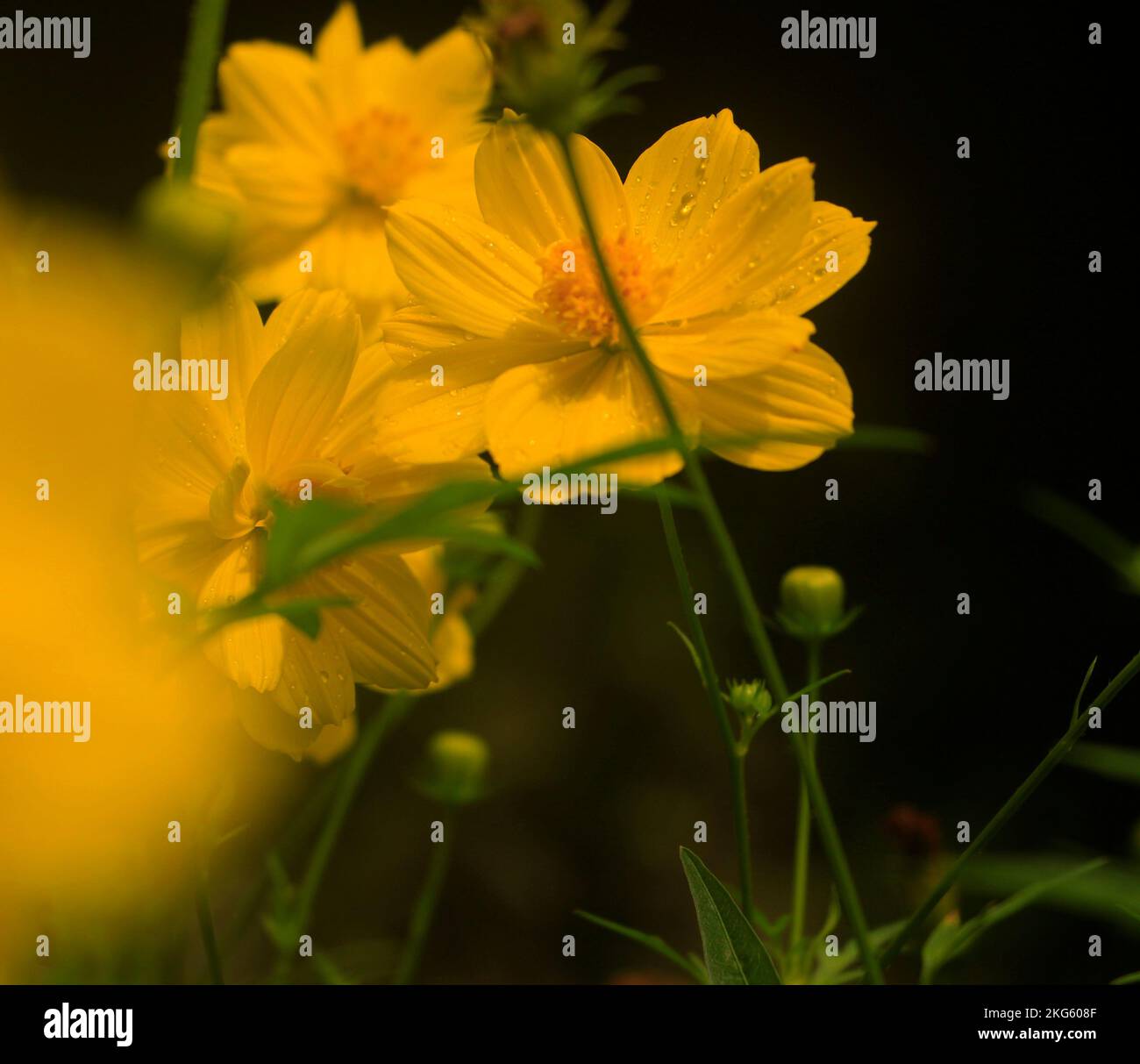 Red orange lotus flowers lotus hi-res stock photography and images - Alamy
