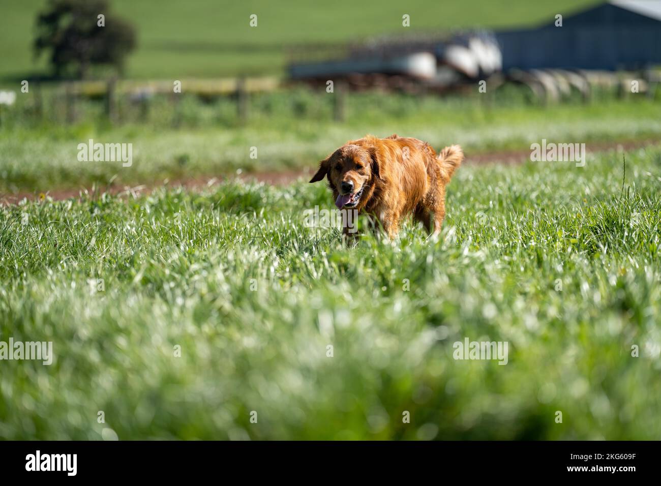 sheep kelpie dogs on a ranch and farm in australia in spring Stock ...
