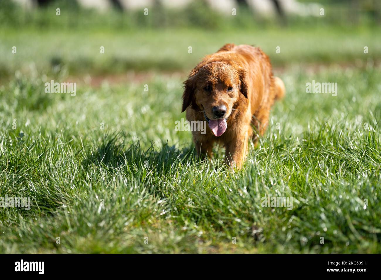 sheep kelpie dogs on a ranch and farm in australia in spring Stock ...
