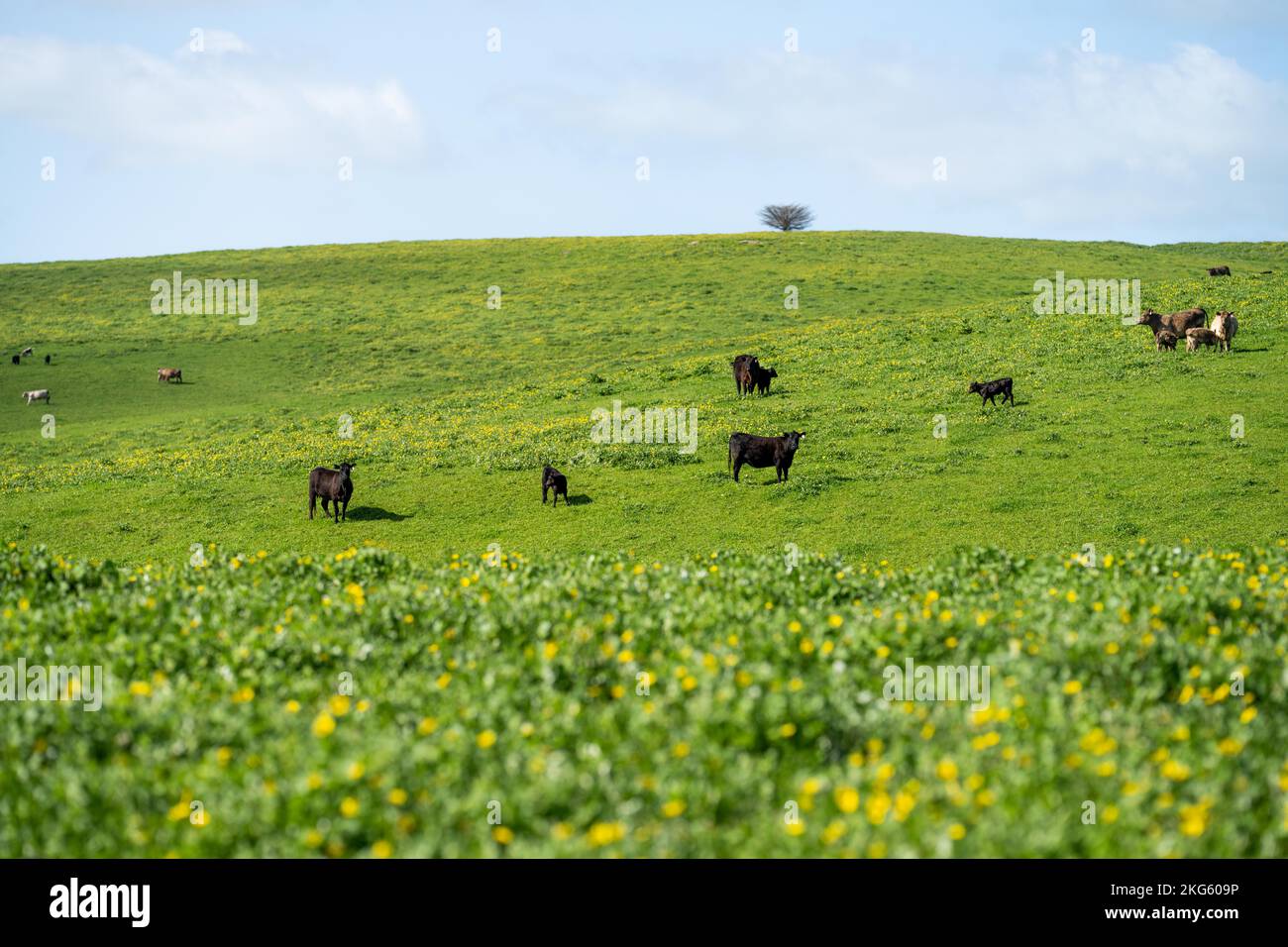 cattle and cows in a field on outback australia in summer Stock Photo ...