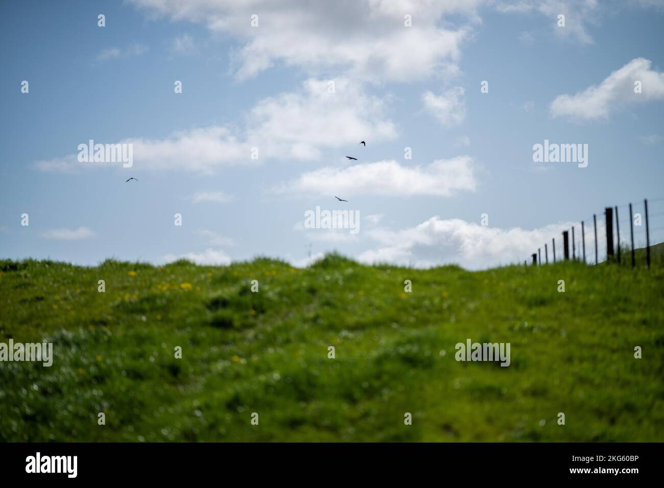 clover and grass close up in a paddock in australia Stock Photo - Alamy