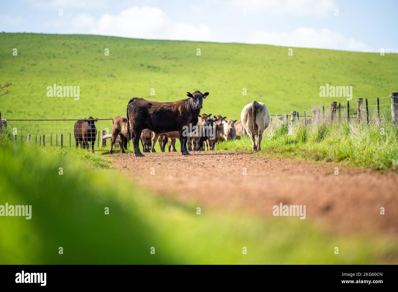 livestock on an agricultural farm on a ranch on pasture and grass in ...