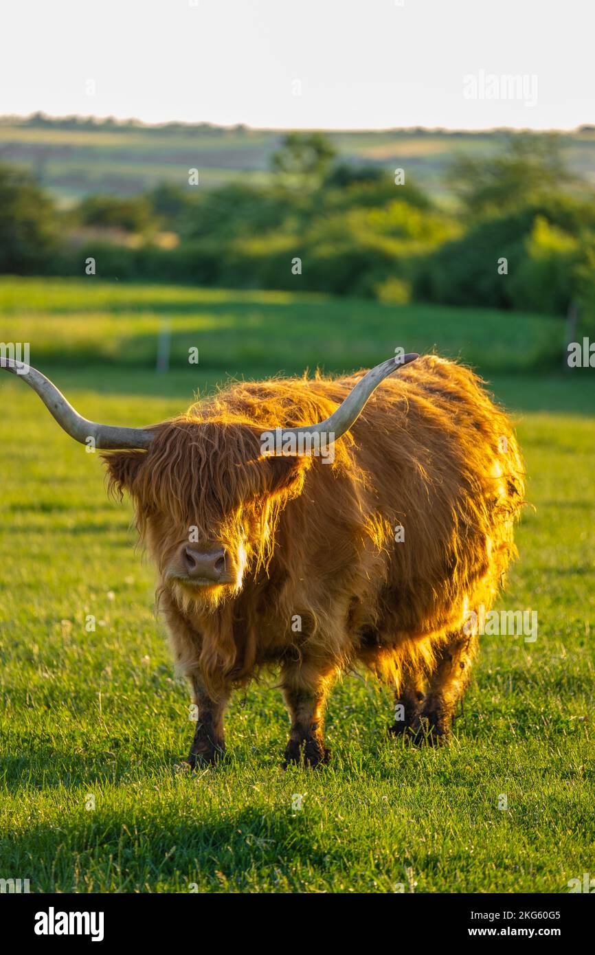 Scottish bull in field.Highland breed. Large hairy red bull in green ...