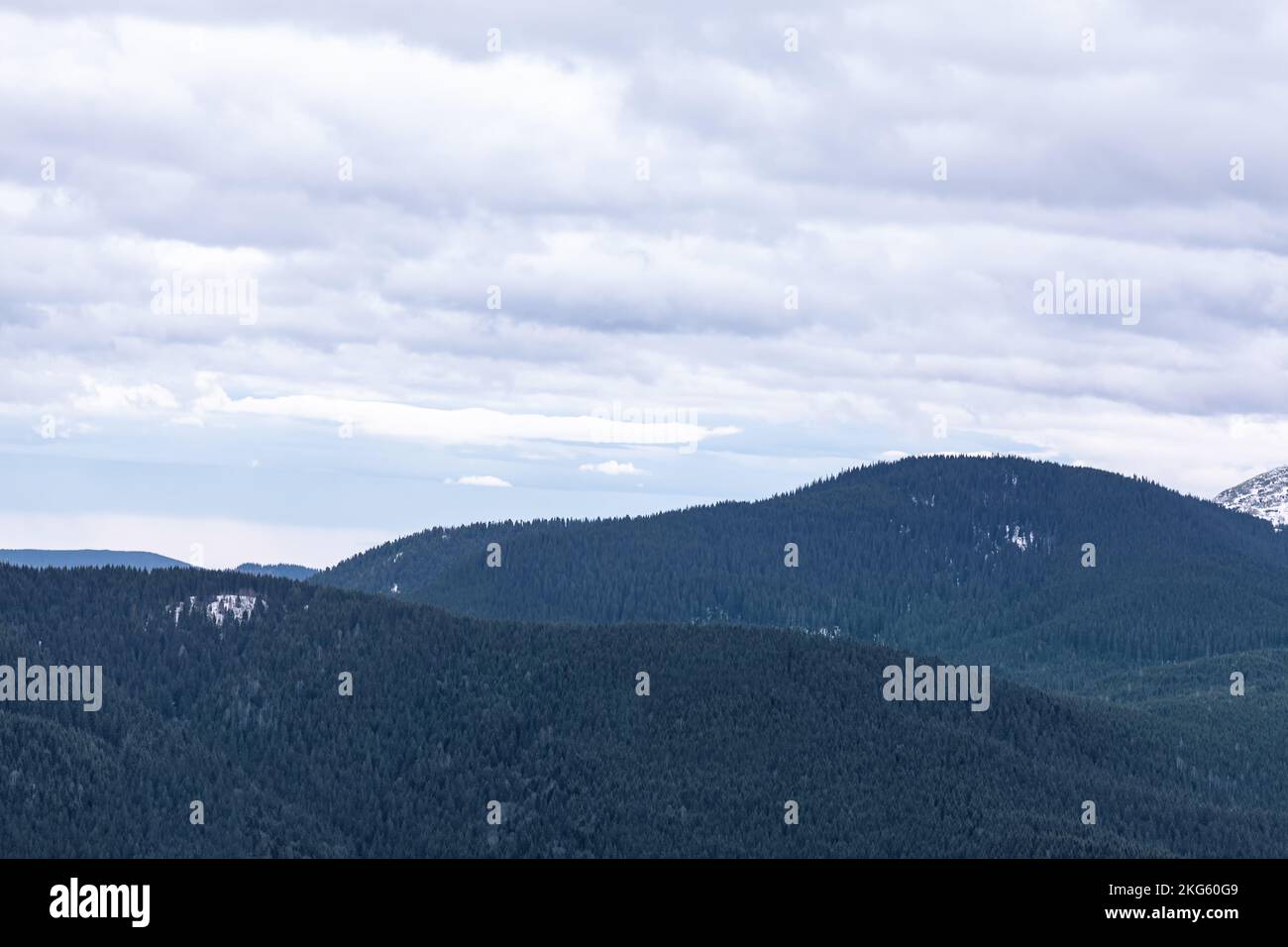 Landscape With Fir Trees Forest in the Winter . Hillside Of A Mountain ...