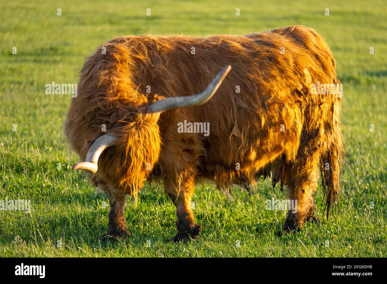 Highland breed. Large hairy red bull in green grass.Furry highland cows ...