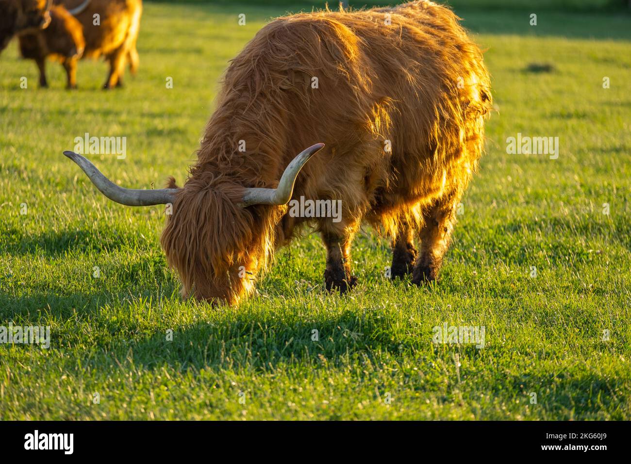 red bull in green grass.Furry highland cows graze on the green meadow ...
