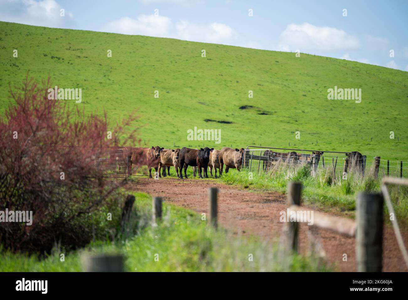 Laneway in a park hi-res stock photography and images - Alamy