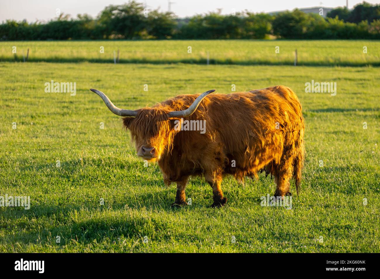 Scottish bull in a grassy field.Highland breed. Large hairy red bull in ...
