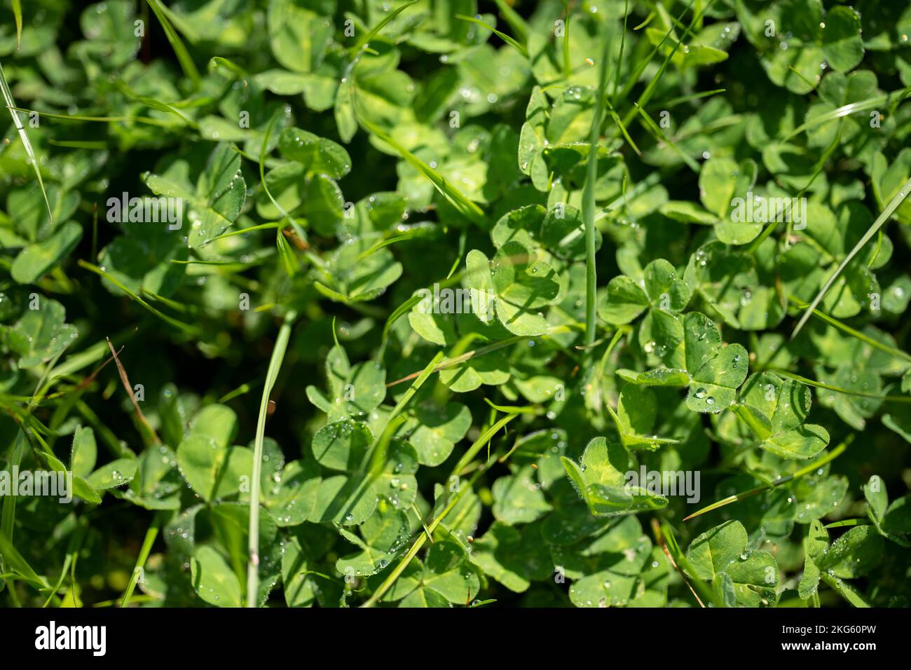 pasture and grass growing on a regenerative agriculture farm in spring ...