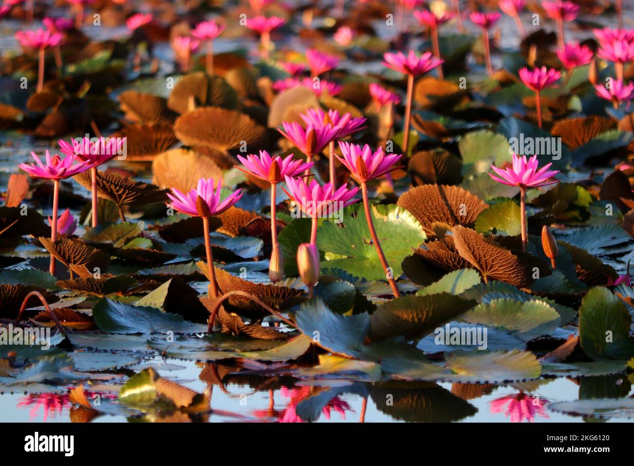 photo of beautiful lotus flower in pond Stock Photo - Alamy