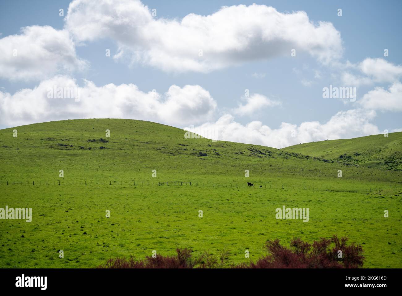 cows and cattle stud organic and regenerative agriculture in spring ...