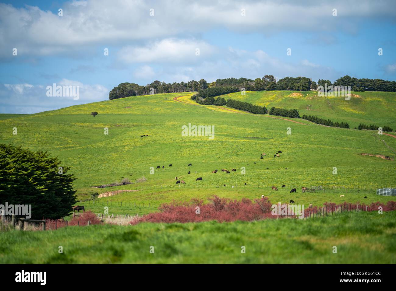 livestock on an agricultural farm on a ranch on pasture and grass in ...