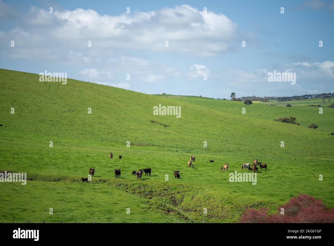 livestock on an agricultural farm on a ranch on pasture and grass in ...