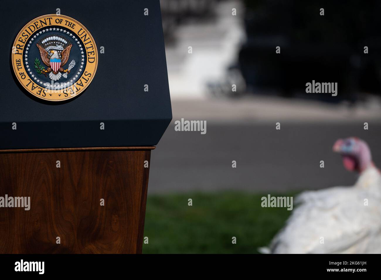 One of the official turkeys stands next to Presidential Podium at the ...