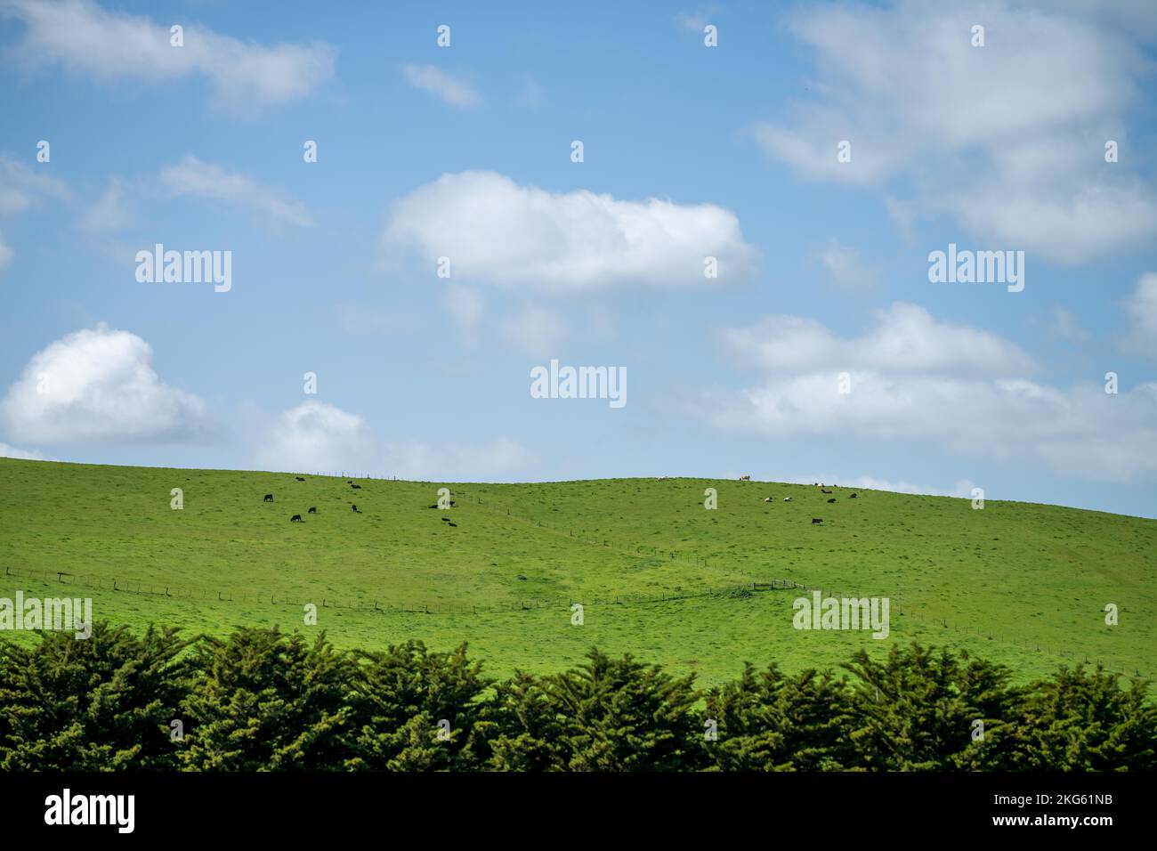 beautiful cows and cattle grazing on pasture in spring in asia on a ...