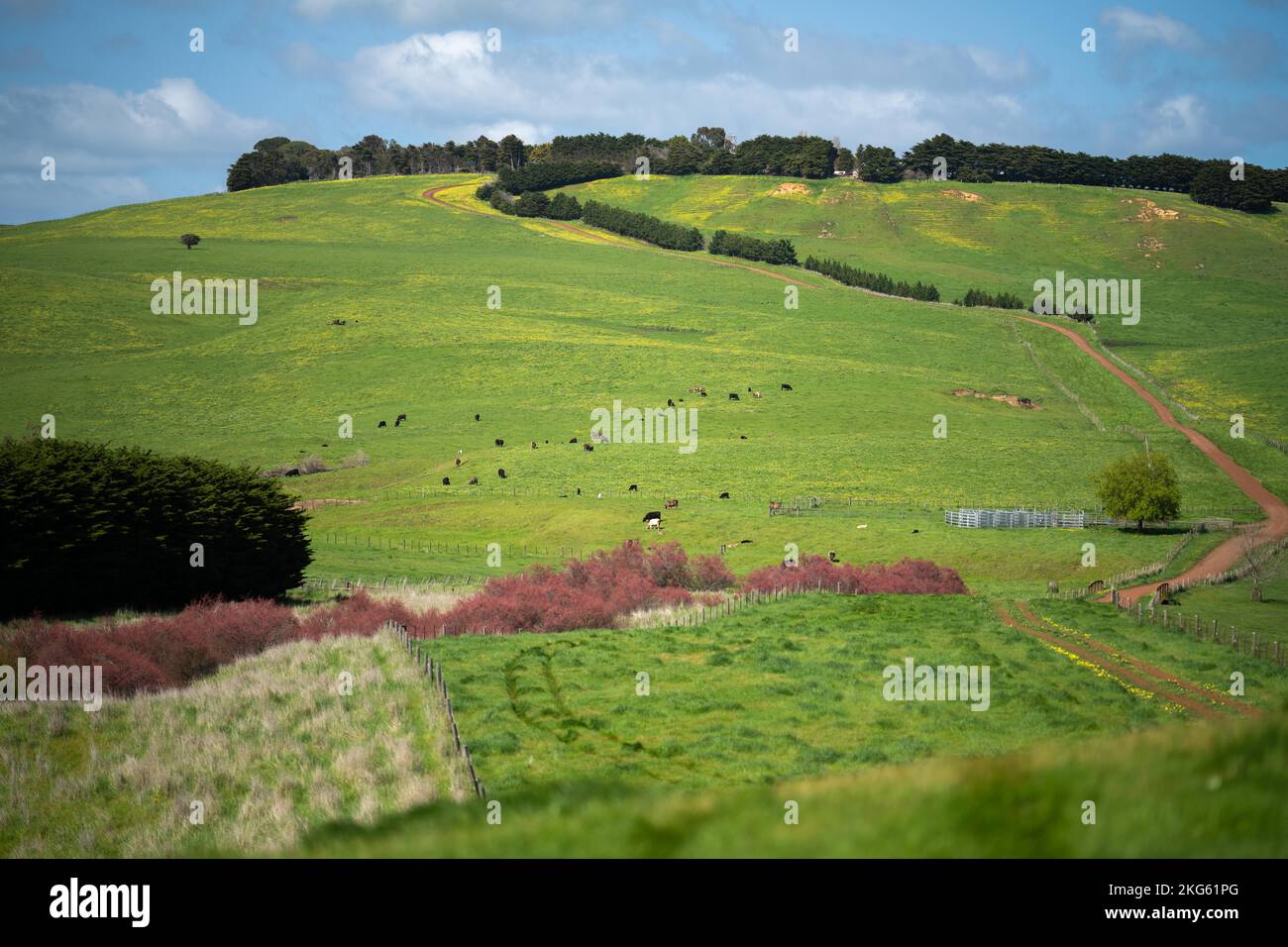 Australia macao hi-res stock photography and images - Alamy