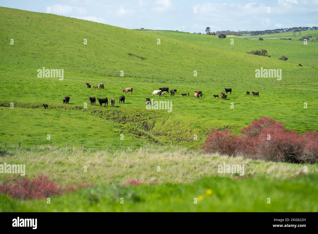 cows and cattle stud organic and regenerative agriculture in spring ...