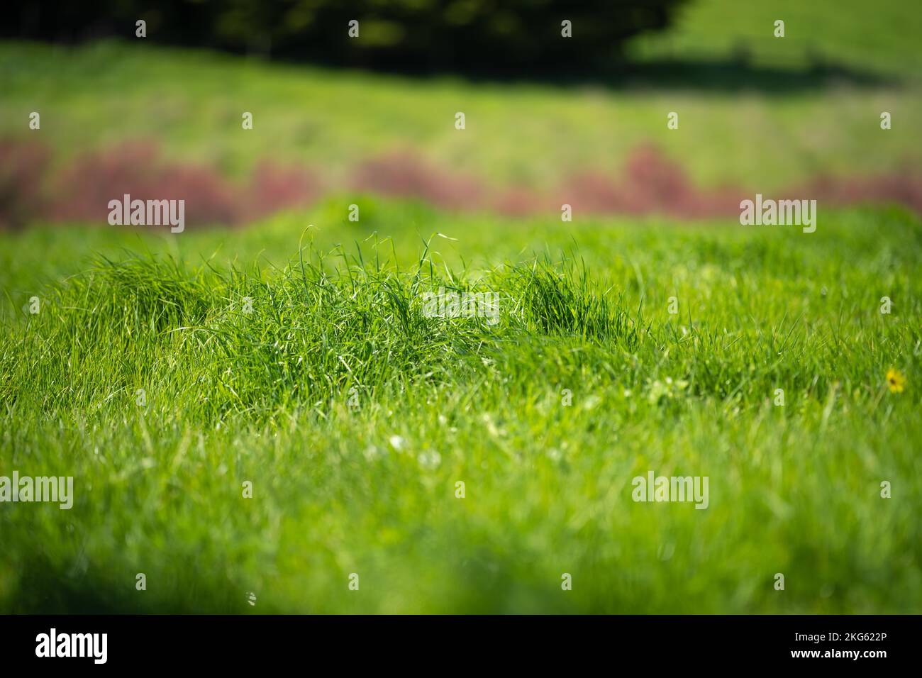 green pasture and capeweed grasses on a regnerative organic farm in ...