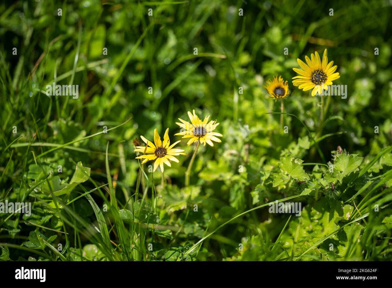 green pasture and capeweed grasses on a regnerative organic farm in ...