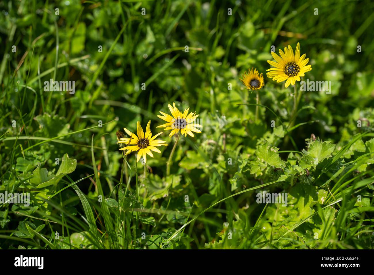 green pasture and capeweed grasses on a regnerative organic farm in ...