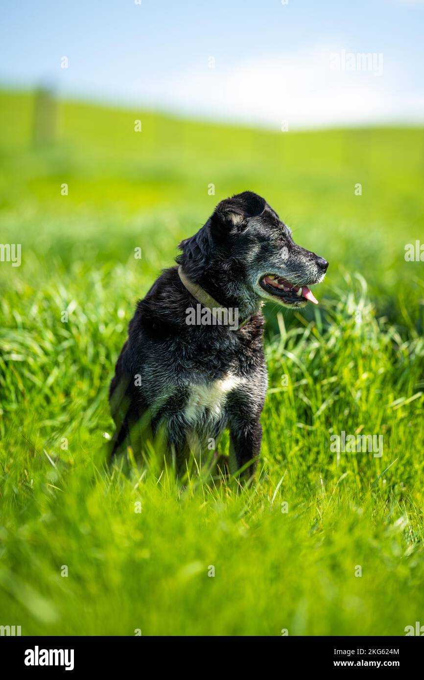 kelpie on a farm in outback australia. Working cattle dog in a field in ...