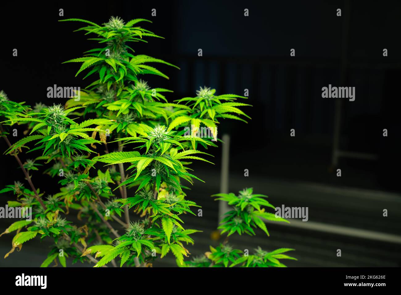 Full grown marijuana plants hi-res stock photography and images - Alamy