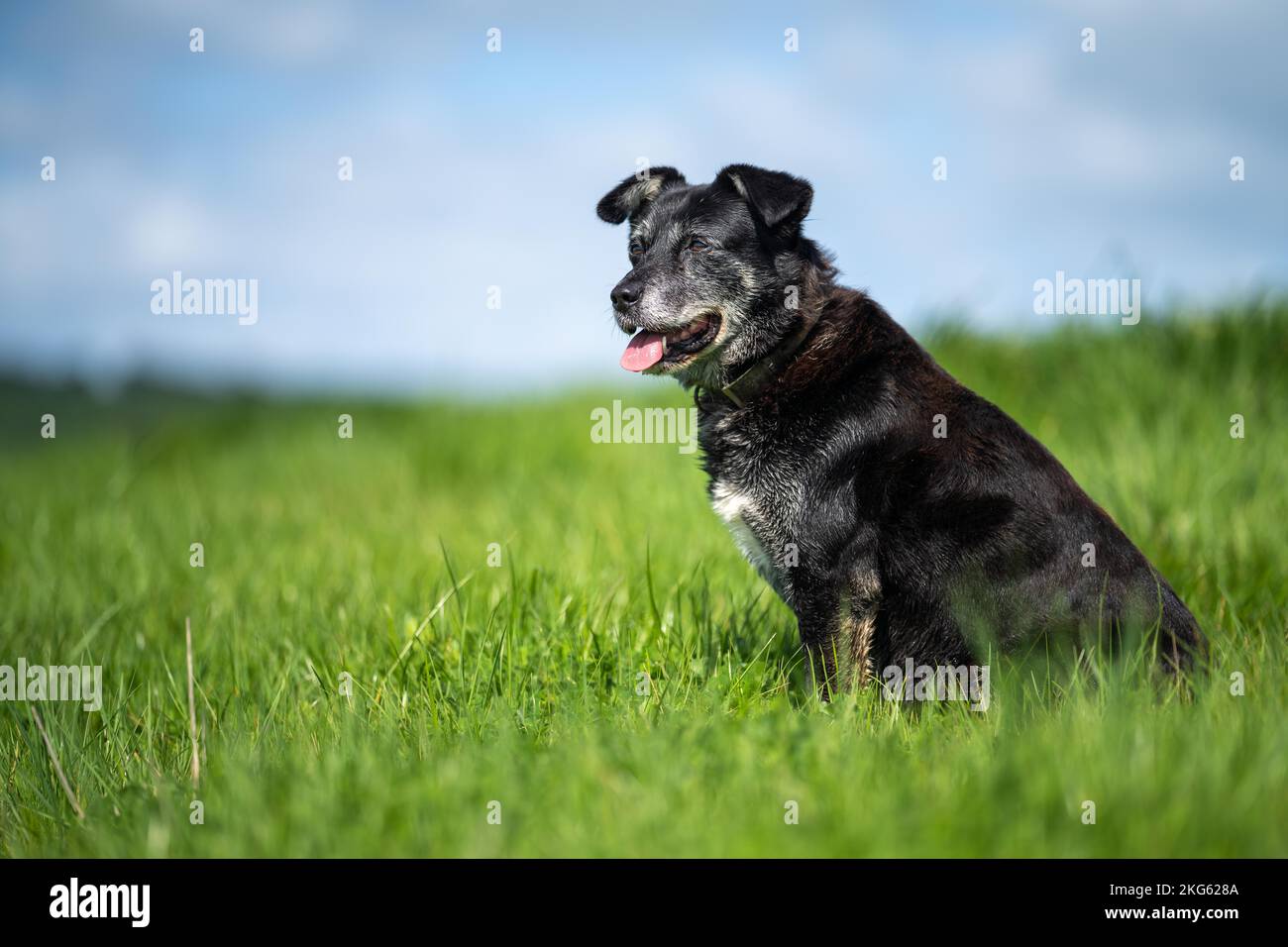 Australian cattle dog cow hi-res stock photography and images - Alamy