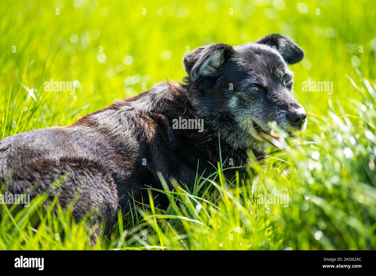 Working cattle hi-res stock photography and images - Alamy