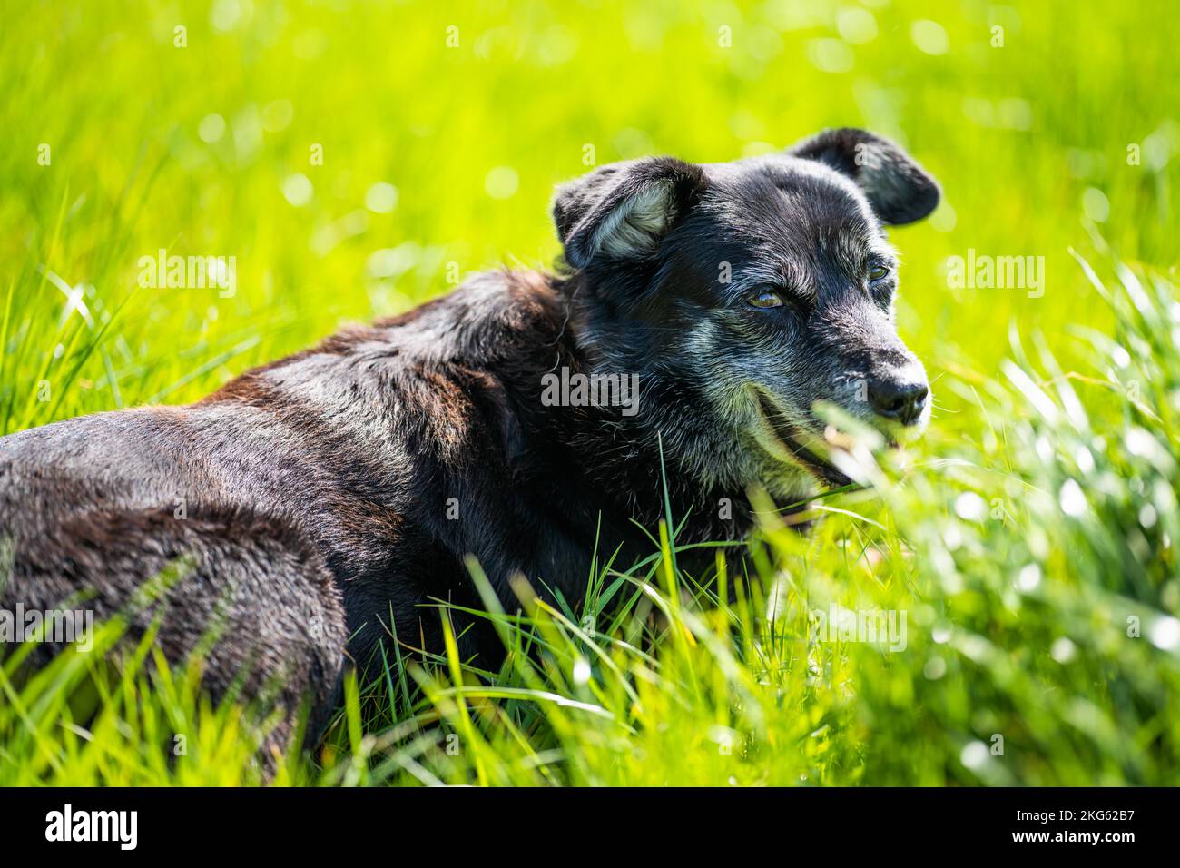 sheep kelpie dogs on a ranch and farm in australia in spring Stock ...