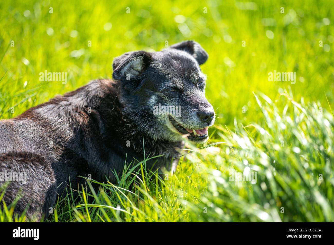 sheep kelpie dogs on a ranch and farm in australia in spring Stock ...