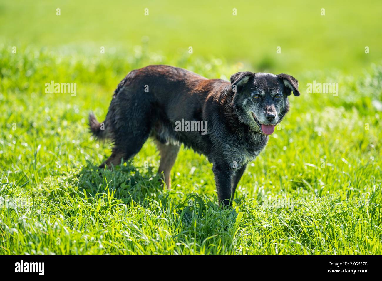 sheep kelpie dogs on a ranch and farm in australia in spring Stock ...