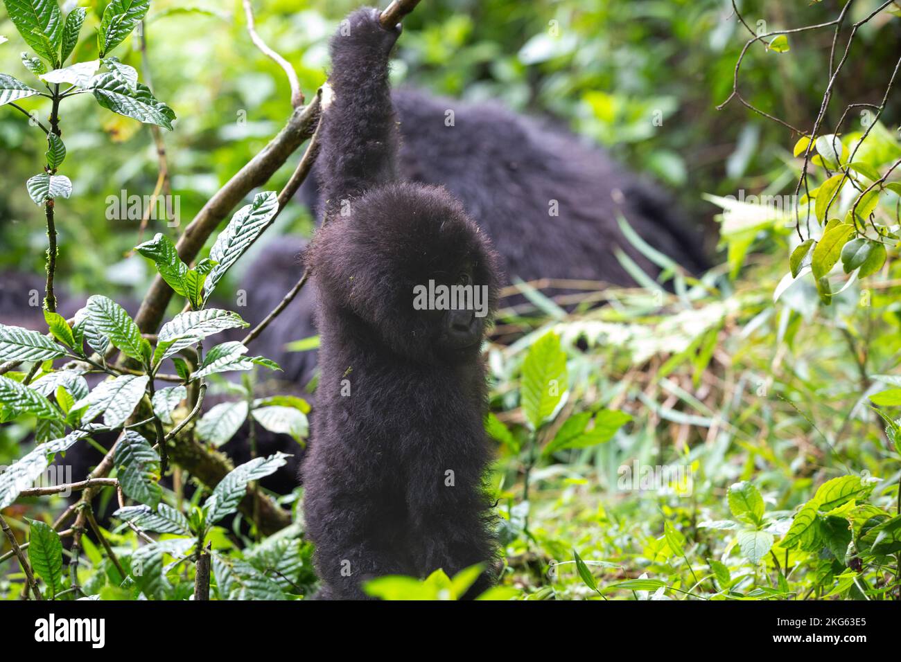 Mountain gorilla baby into camera hi-res stock photography and images ... Mountain gorilla baby into camera hi-res stock photography and images ...