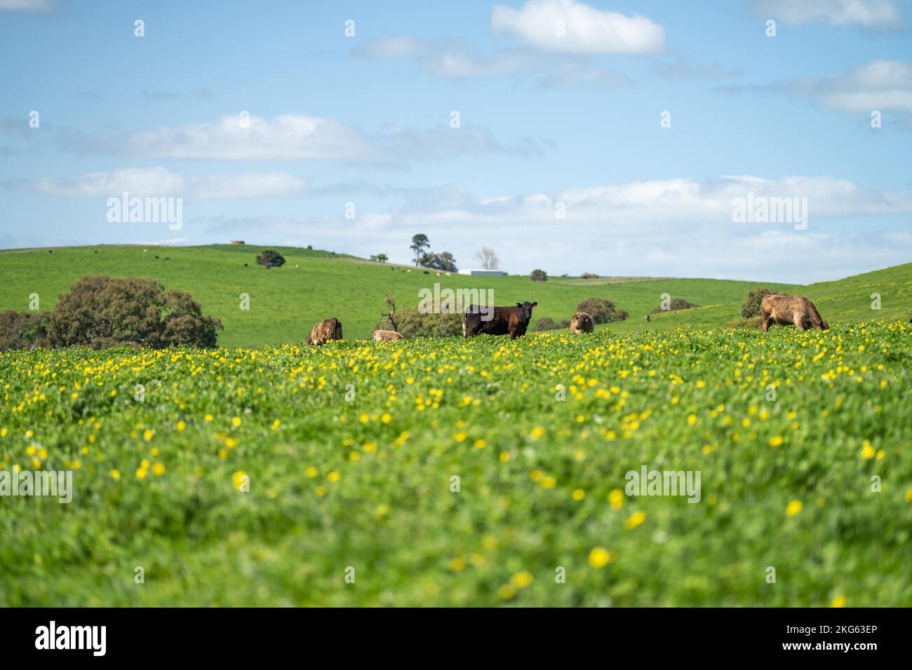 pasture and grass in a paddock on a regenerative organic flowers in a ...