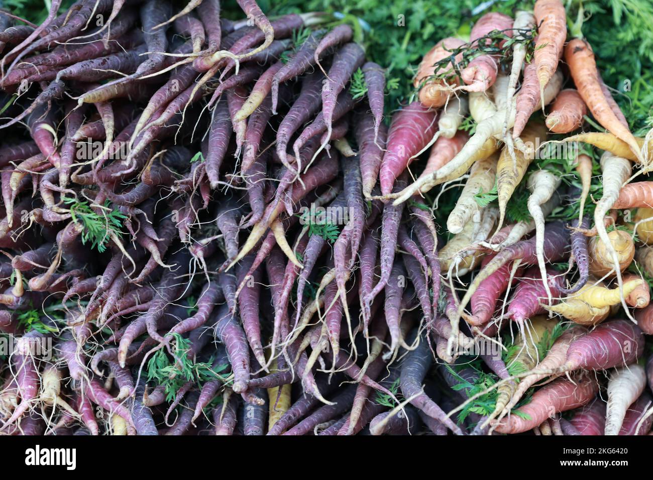 Vegetables on display at a the Union Square in New York, New York ...