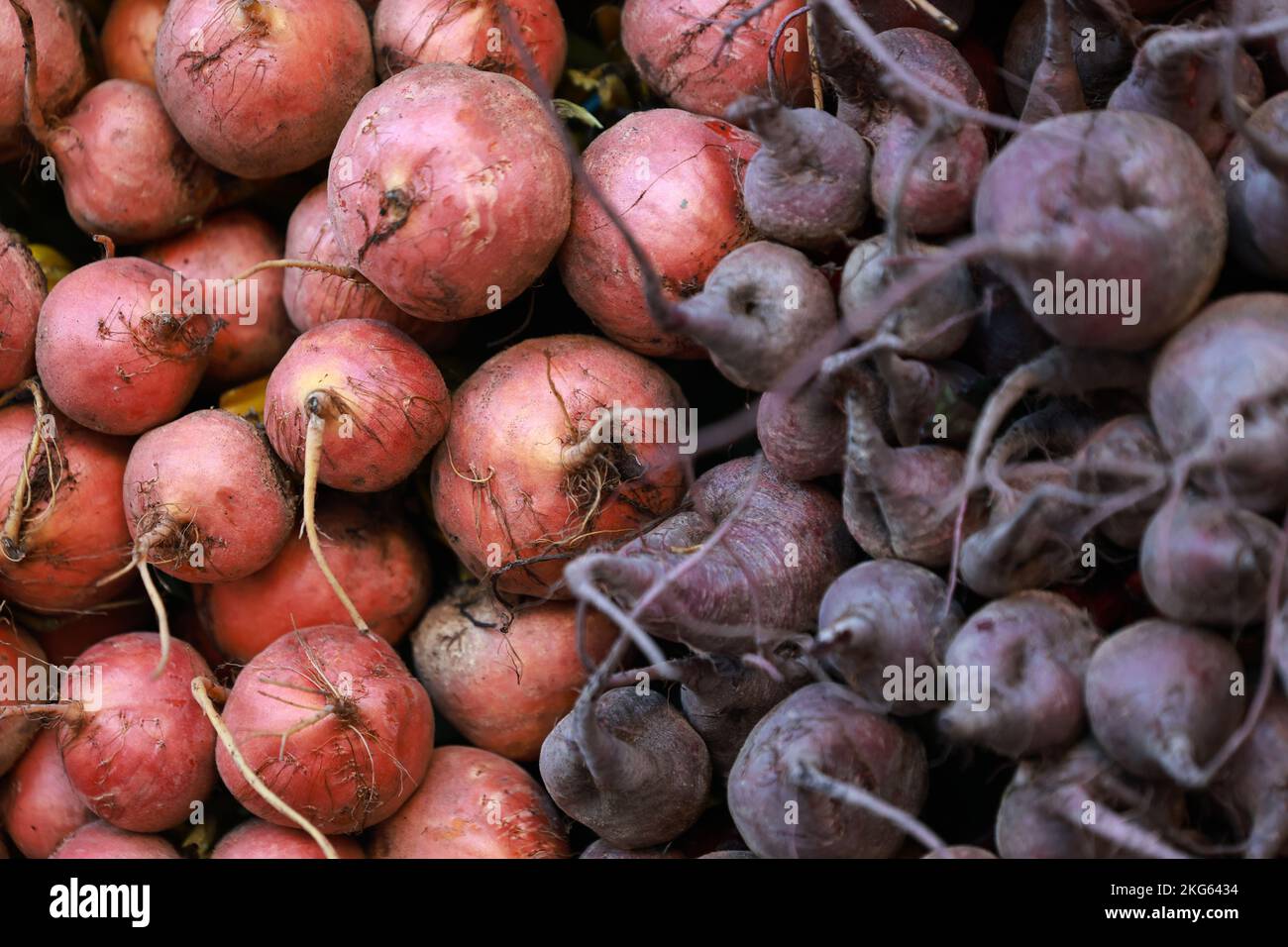 Beets on display at a the Union Square in New York, New York, Wednesday ...