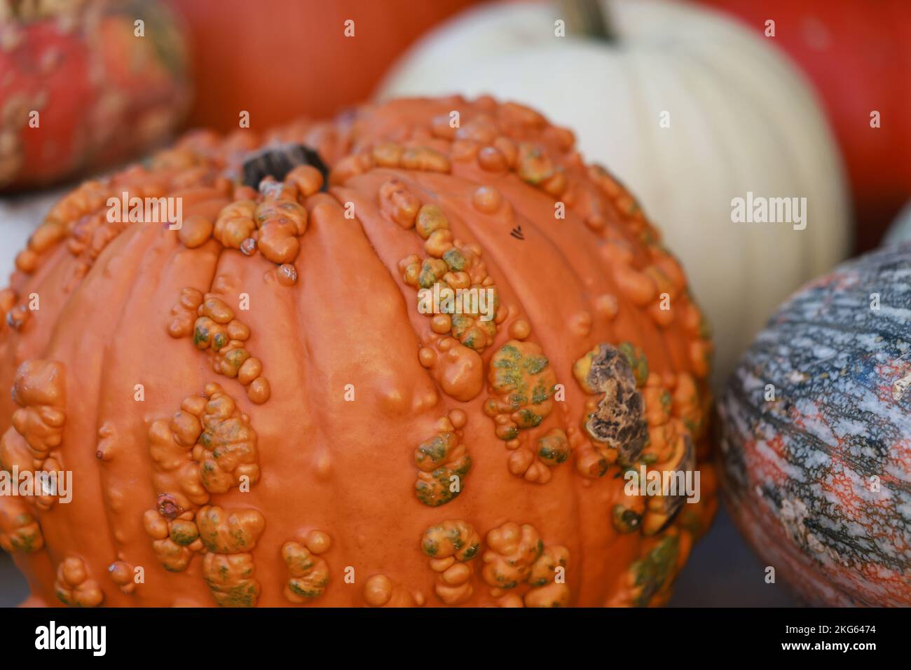 Pumpkins on display at a the Union Square in New York, New York ...