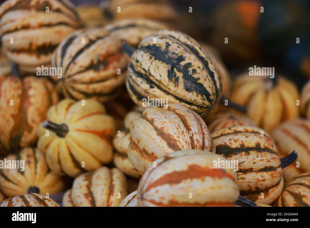 Squash and pumpkins on display at a the Union Square in New York, New ...