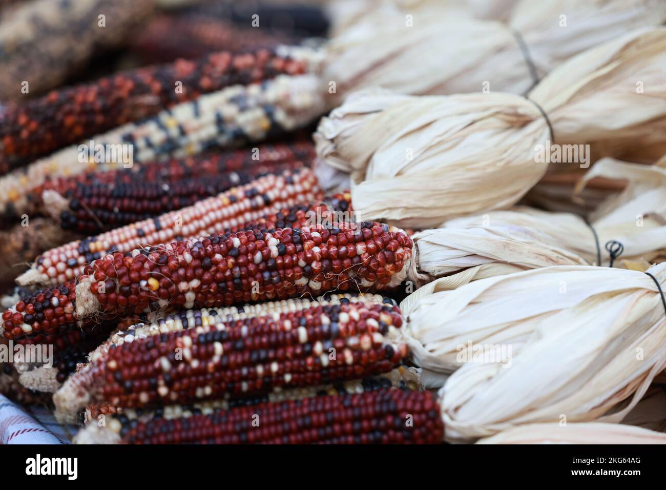 Indian Corn in Fall on display at a the Union Square in New York, New ...
