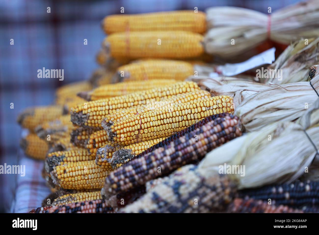 Indian Corn in Fall on display at a the Union Square in New York, New ...