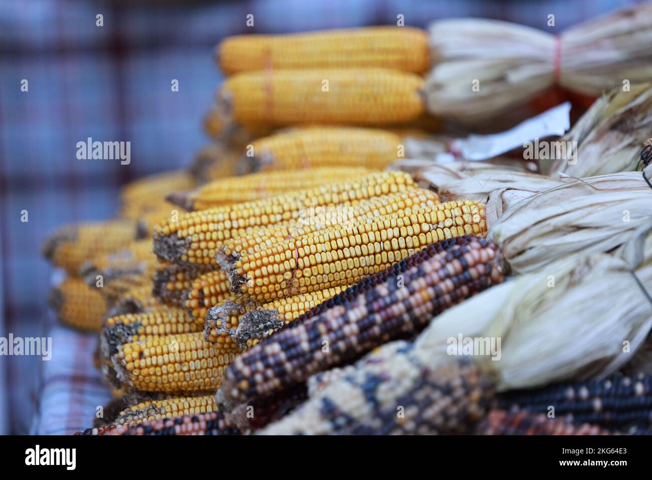 Indian Corn in Fall on display at a the Union Square in New York, New ...