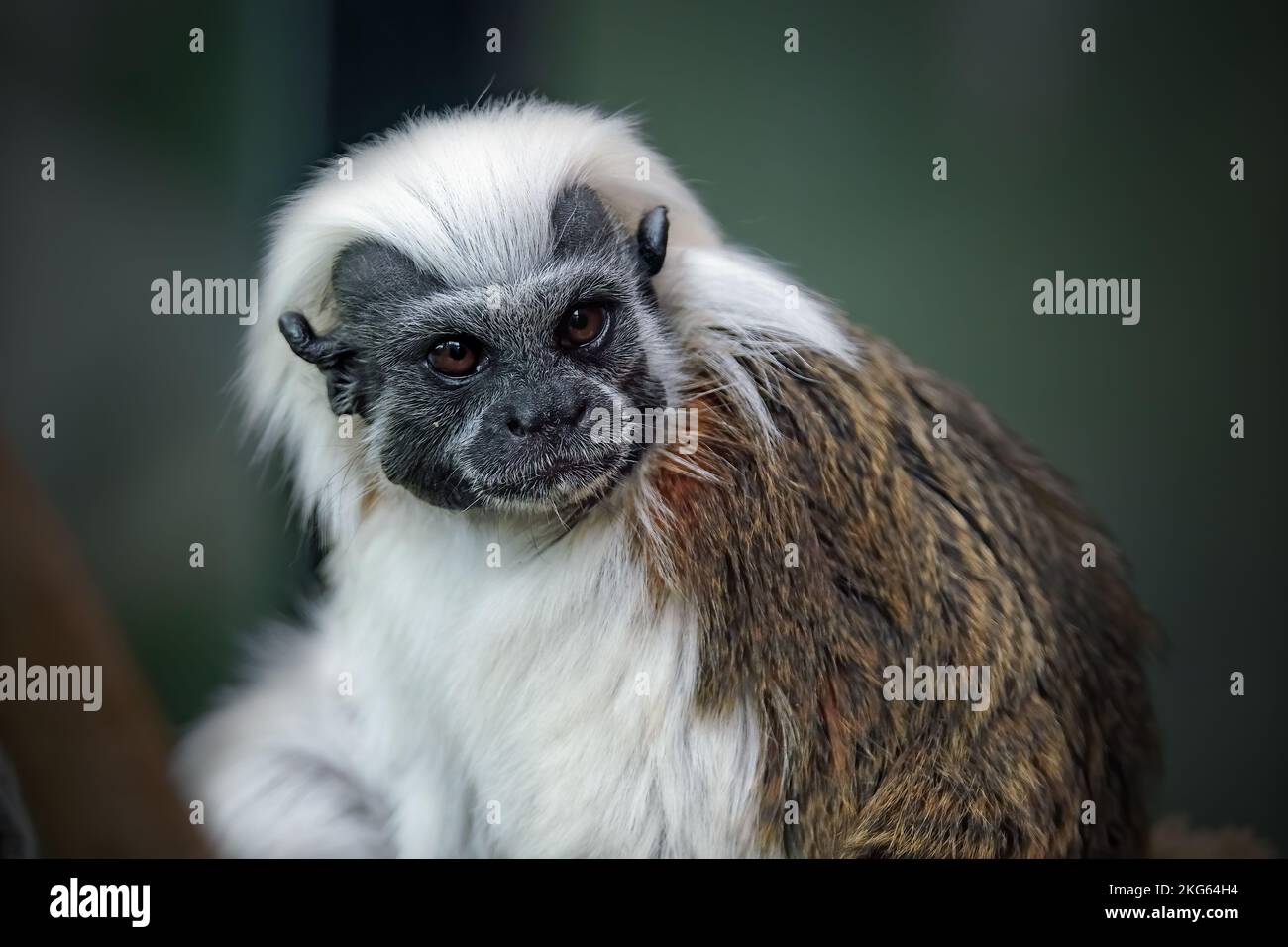 cotton headed tamarin Stock Photo - Alamy