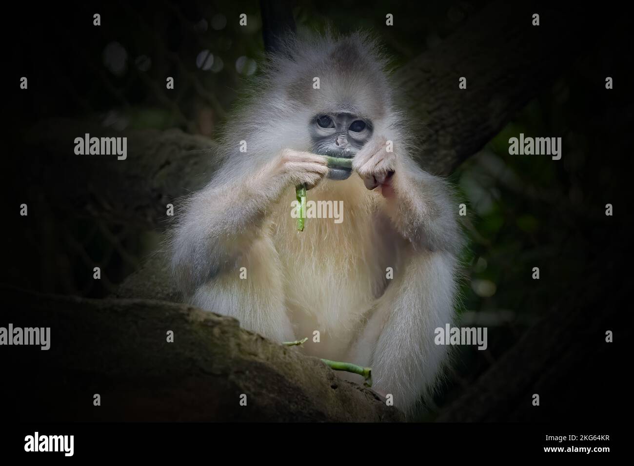 Surili hi-res stock photography and images - Alamy