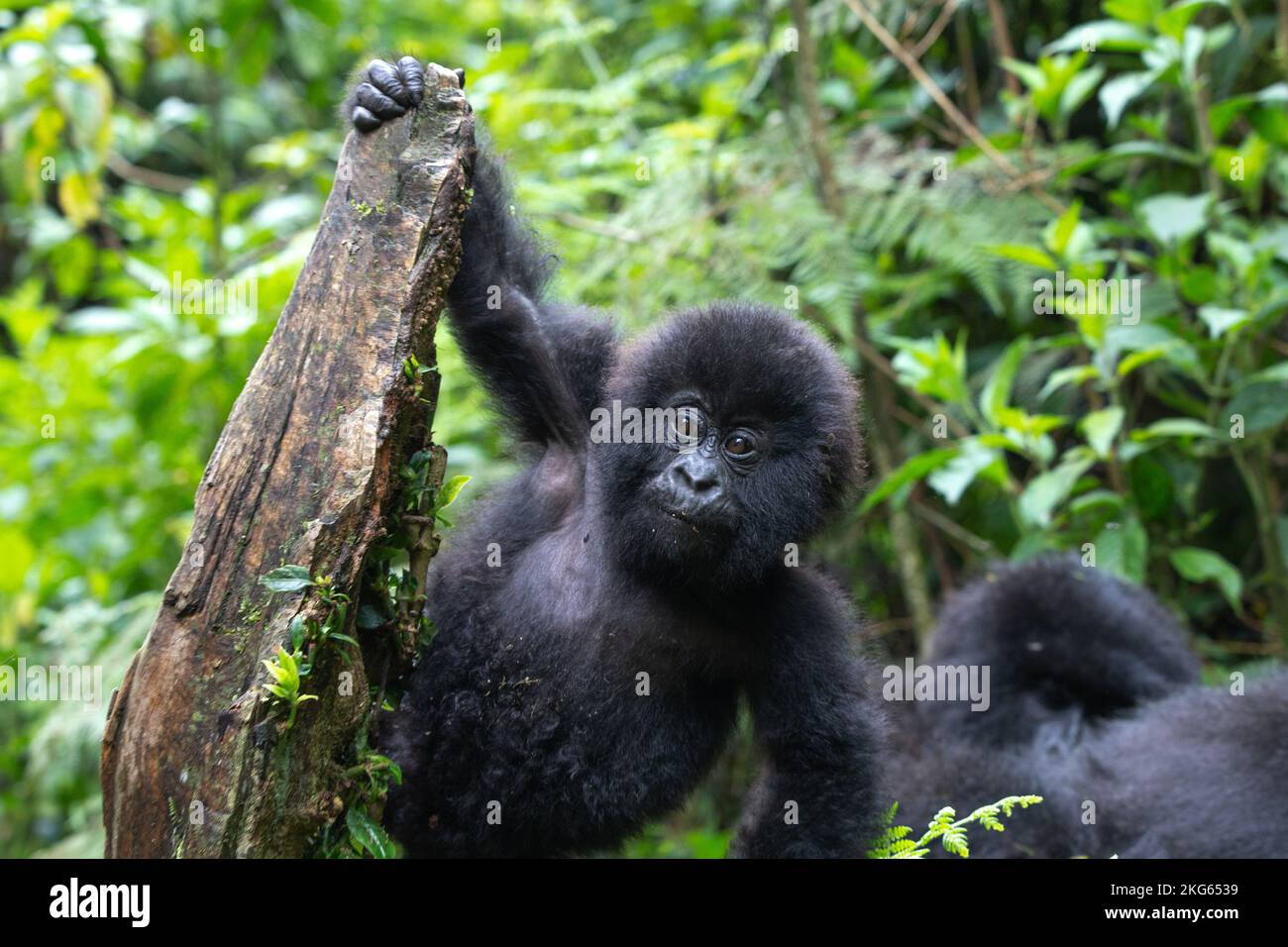 Mountain gorilla baby into camera hi-res stock photography and images ... Mountain gorilla baby into camera hi-res stock photography and images ...