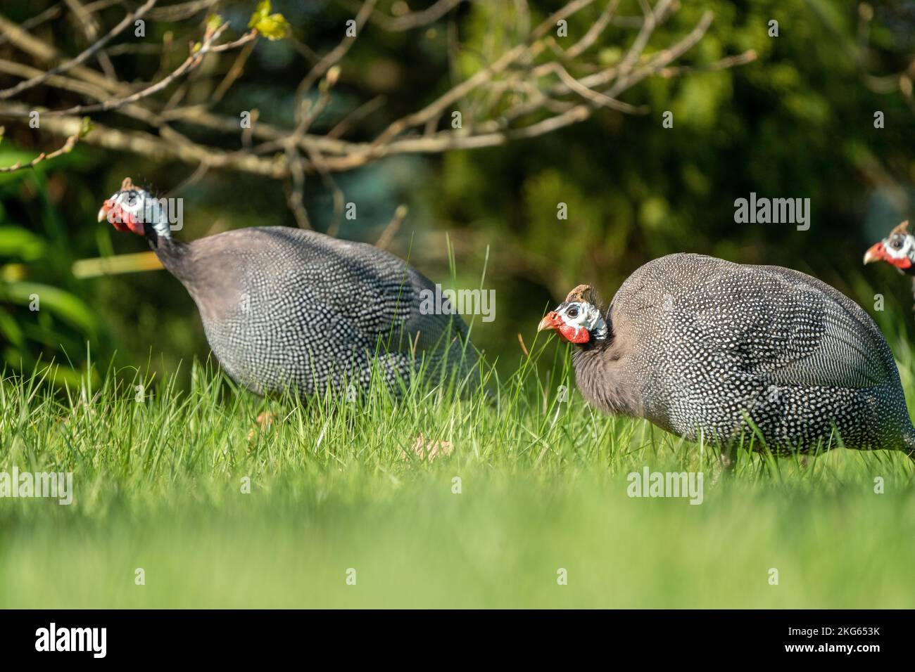 Close up guinea fowls bird hi-res stock photography and images - Alamy